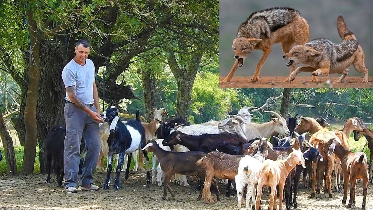 INVAZIE DE SACALI IN PADUREA DE LANGA STANA LUI GEORGICA POVESTIRI DE ...