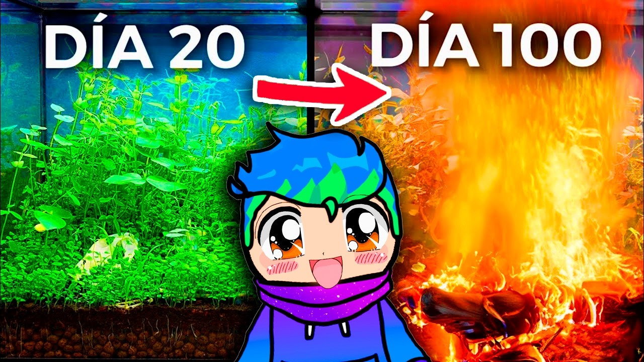 Simulando un BOSQUE durante 100 días y Esto Sucedió / Carlos Infinito ...