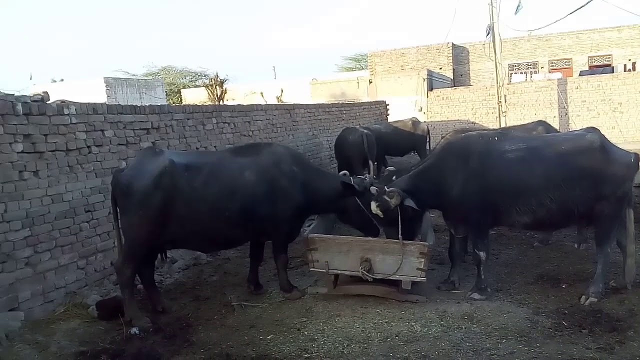 Dairy Farming Tips And Tricks Part 2 In Urdu Hindi Small Scale Cattle dairy-farming-tips-and-tricks-part-2-in-urdu-hindi-small-scale-cattle