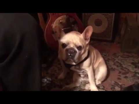 The Foolish Dog band™ - YouTube