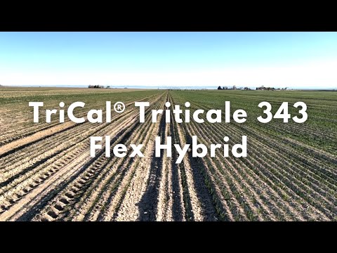 TriCal Triticale 343 Flex Hybrid - YouTube