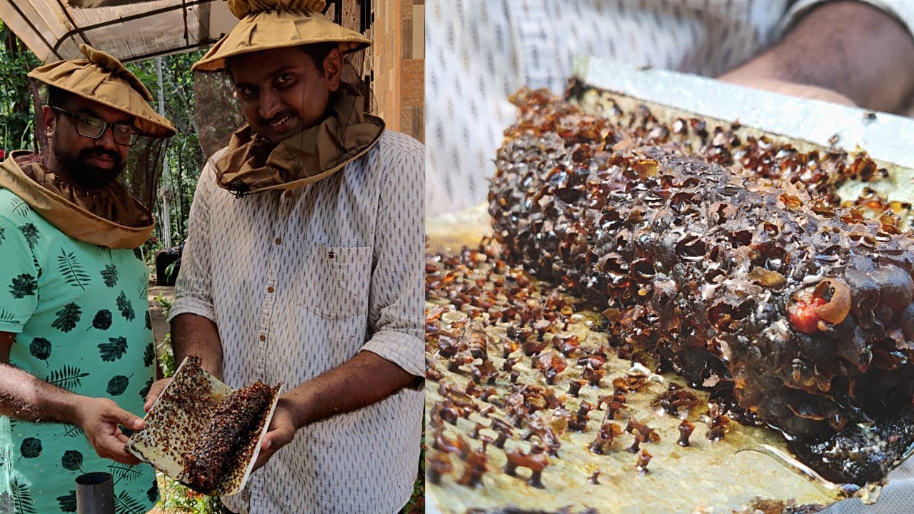 Stingless Bee Farming | ചെറുതേനീച്ച വളർത്തൽ എങ്ങിനെ ?| Nilackal Bee ...