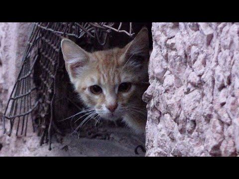 Cats do not want to go outside in rainy weather