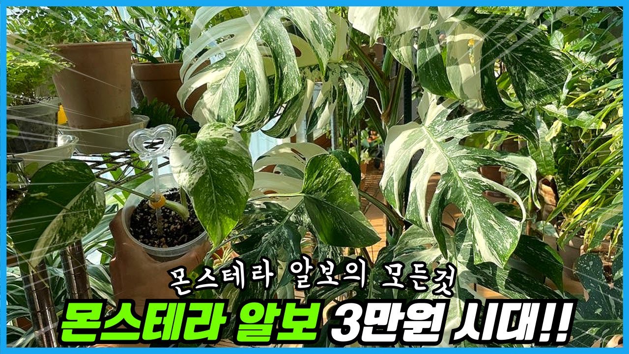 네이버 인플루언서