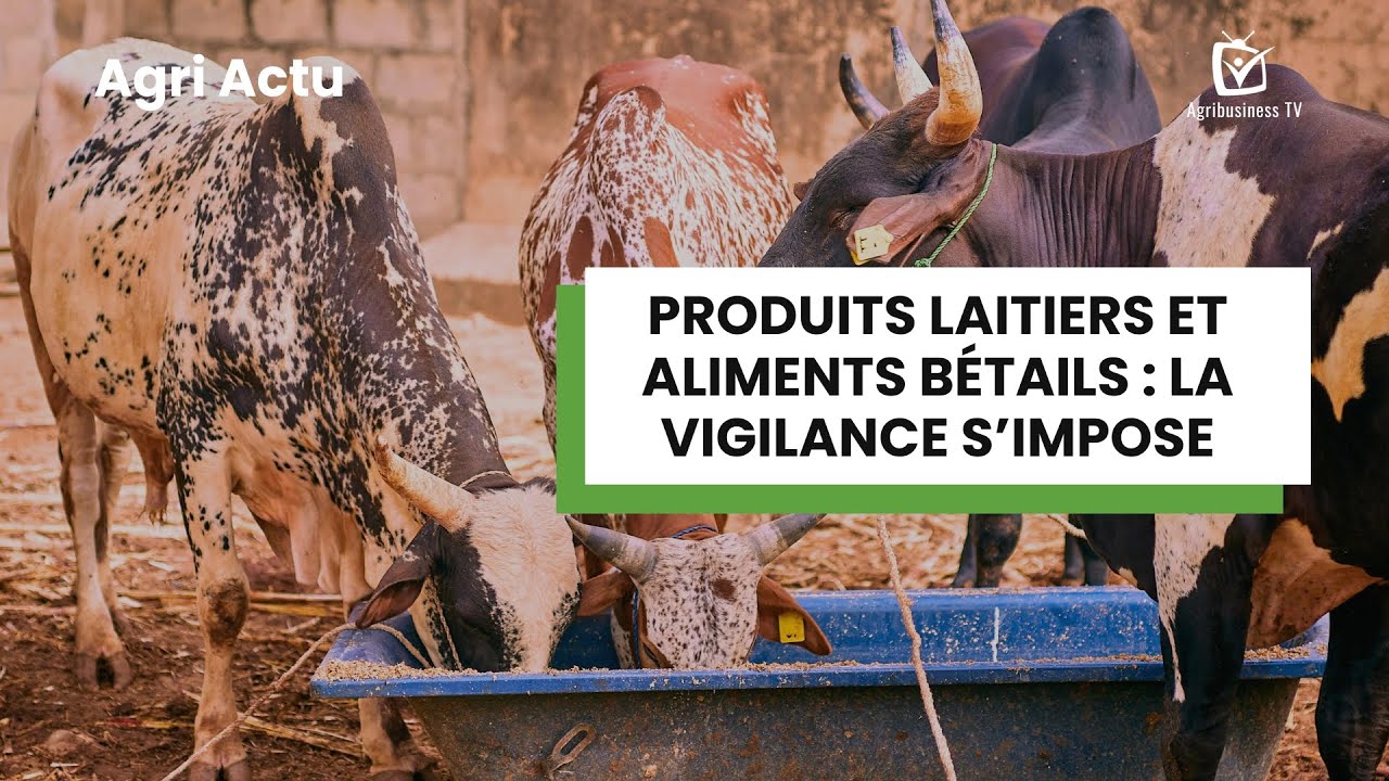Agri Actu : Produits laitiers et aliments bétails, la vigilance s ...