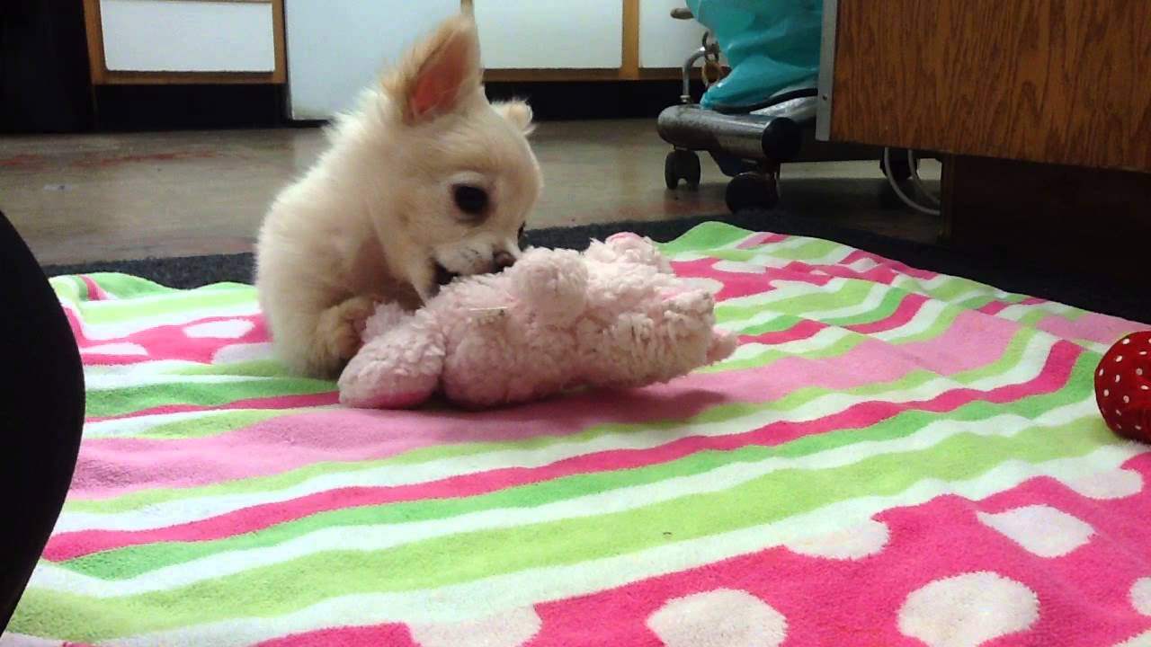 Nimble the nub leg puppy playing - YouTube