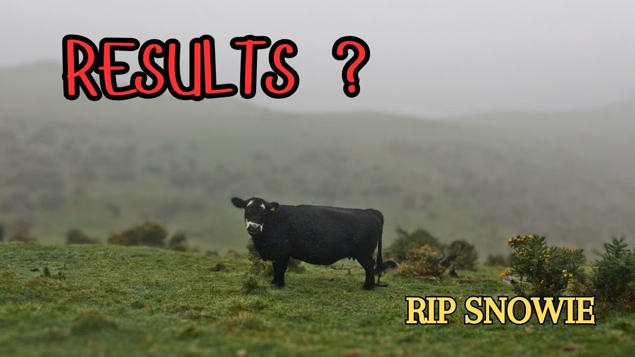 53% EMPTY BEEF COWS - YouTube