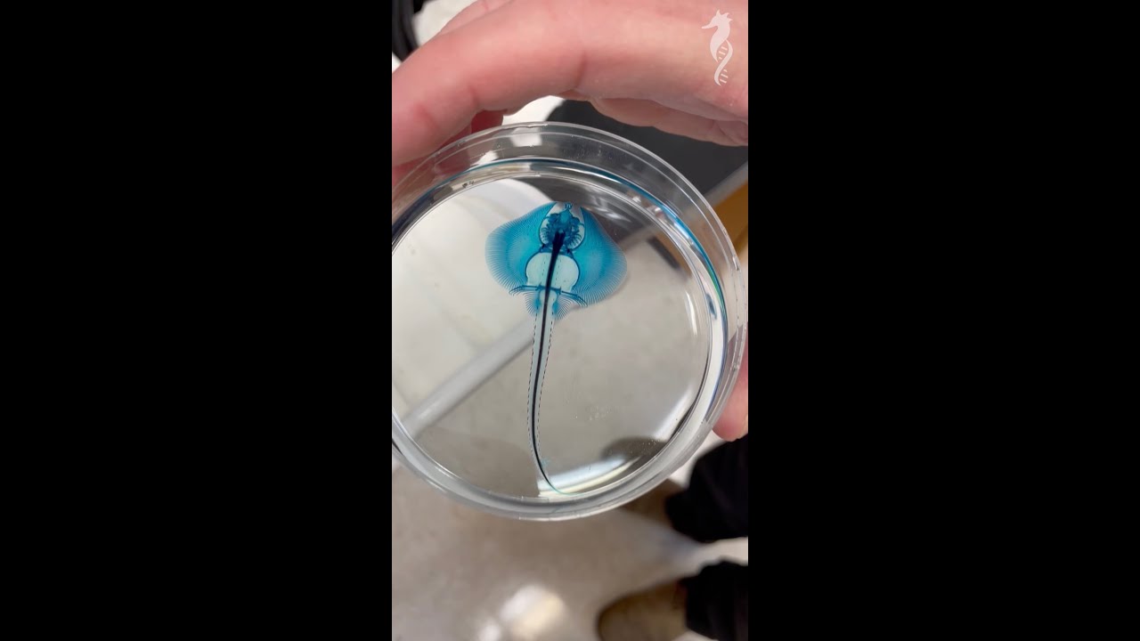 MBL Science Short: Andrew Gillis - YouTube