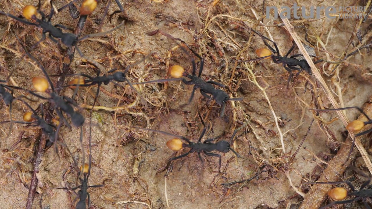 Slow motion clip of Army ants on the rainforest floor, Orellana ...