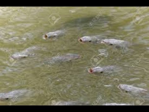 A group of fish called a 'school'
