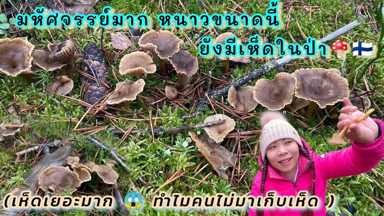 ตกใจ‼️ เห็ดดำคือเยอะมากกกก 🍄🍄🍄 (suppilovahvero) ส่องป่าก่อนที่หิมะจะตก ...