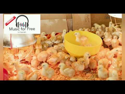 🐣sound effects 🐣chick's🐥küken🐥civciv sesi📢2022📢 soundeffekt