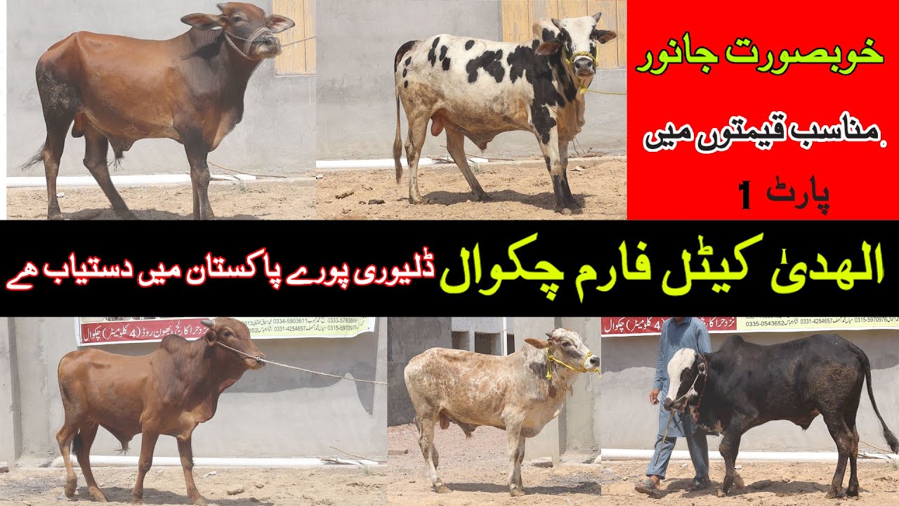 Bulls for Sale Qurbani 2021 on reasonable Prices in Chakwal Pakistan ...