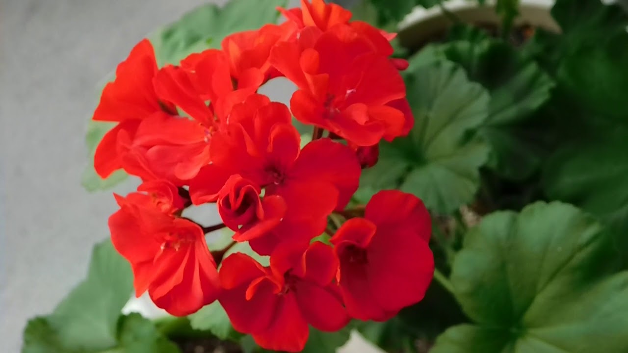 Video Of Red Flowers - Free Stock Creative Commons Video - YouTube