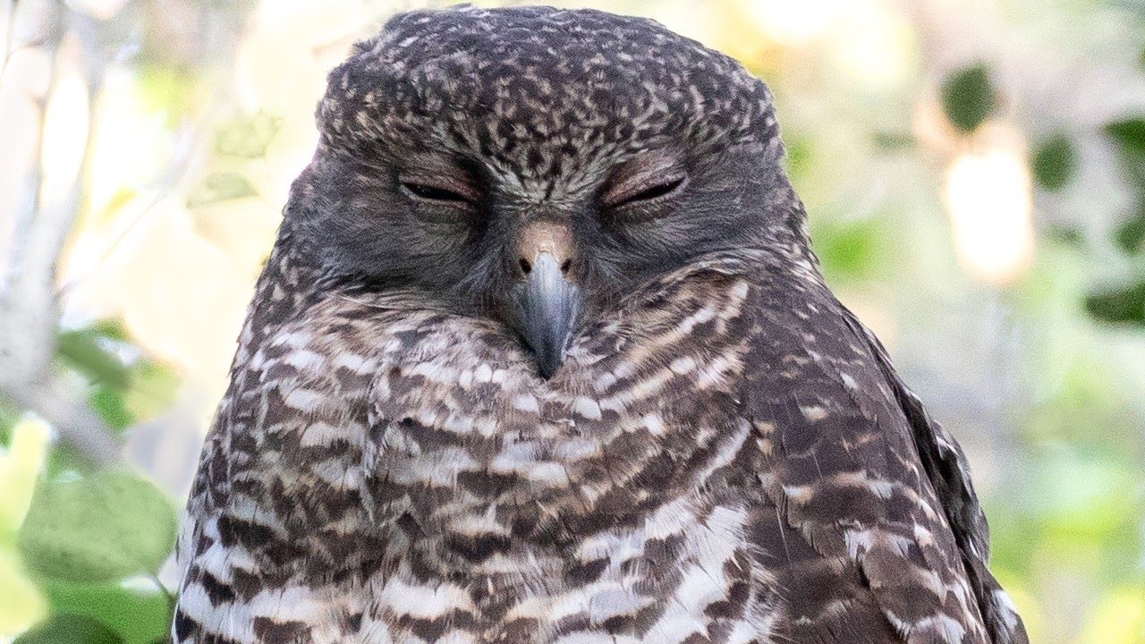 The Powerful Owl Project - What we have learned - YouTube
