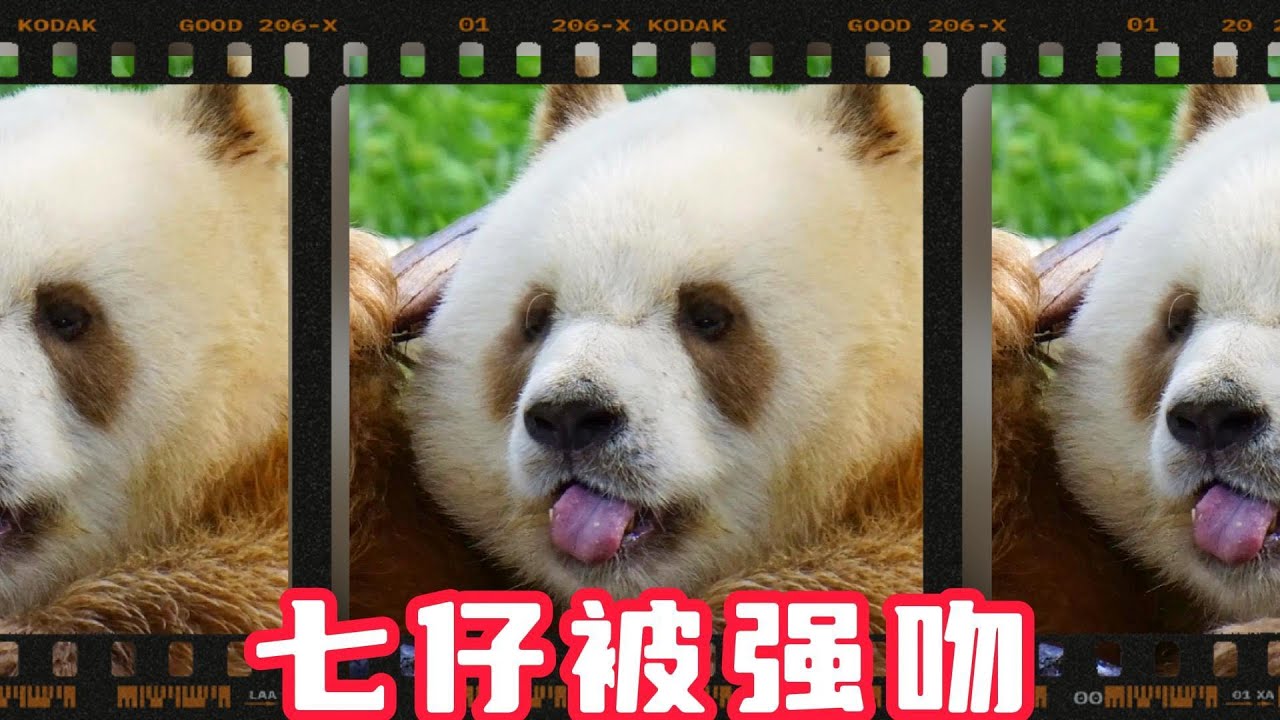七仔被强吻七仔和邻居的故事，出镜嘉宾：思嘉飞云梅兰七仔阿宝乐乐金虎二郎 Youtube 7492