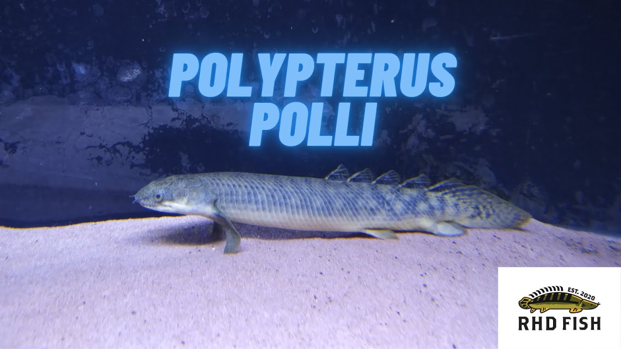 Polypterus Profile : Polli/Marbled Bichir (Ikan Palmas Polli) - YouTube