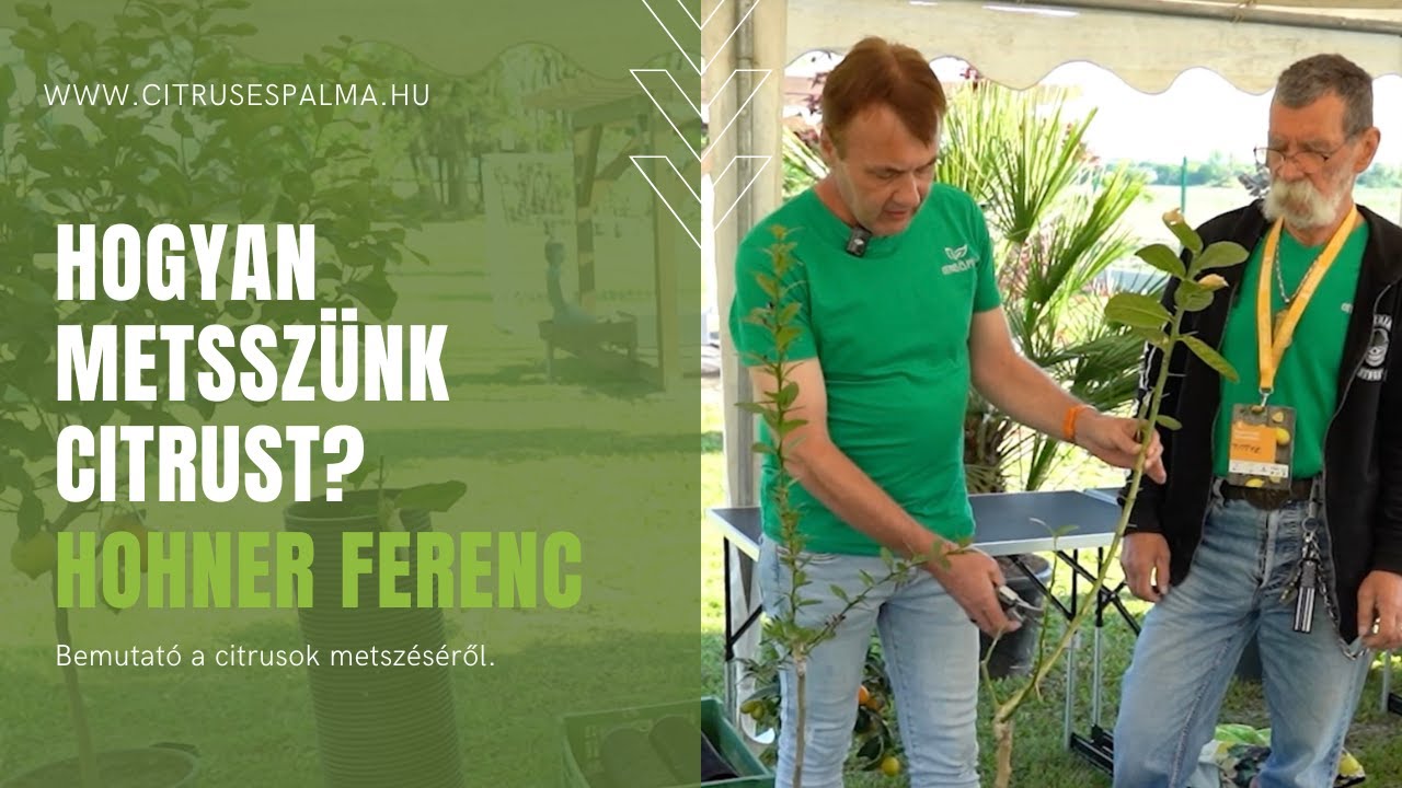 Hogyan mettszük a citrusokat? Citromfa metszése. - Hohner Ferenc Fefe ...