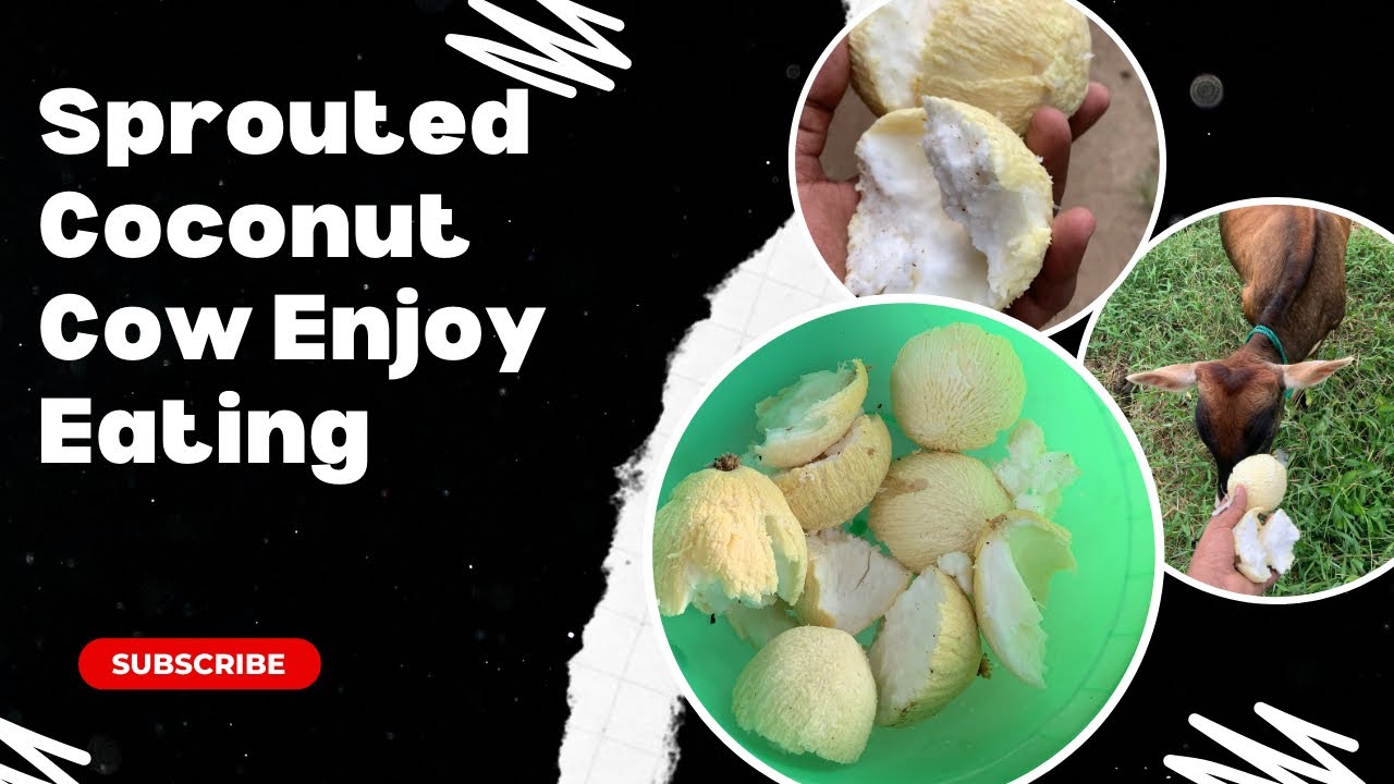 Awesome Taste: The Ultimate Guide to Sprouted Coconut Peeling and ...