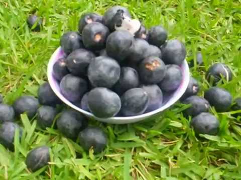 ICACO ICACOS FRUTAS DE CENTROAMERICA - YouTube