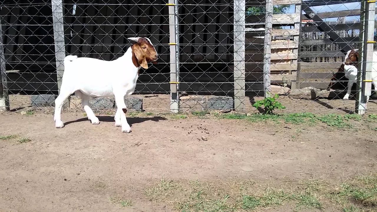 bode boer jovem à venda - YouTube