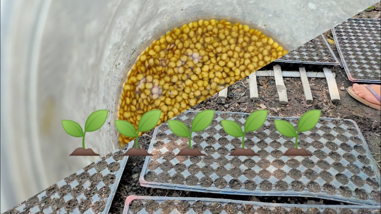 Paano mag punla Ng talong - YouTube