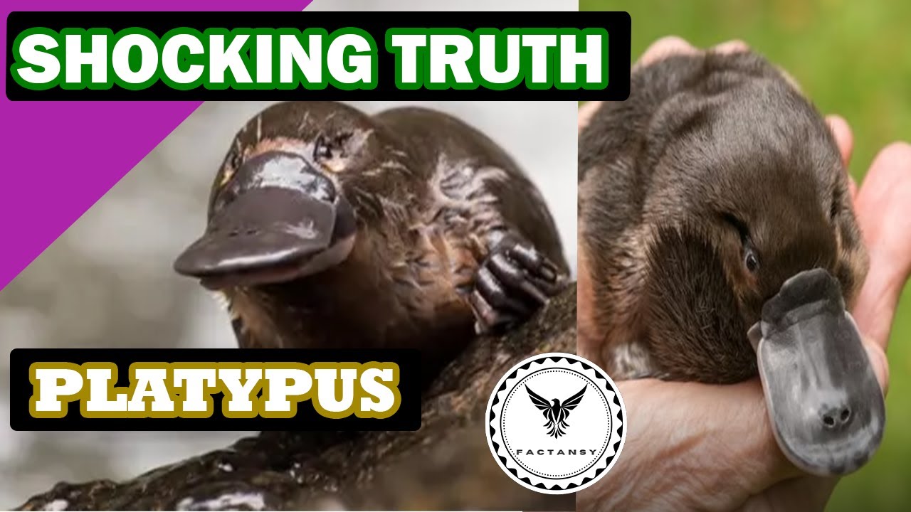 The Shocking 😮Truth Behind the Platypus Creation - YouTube