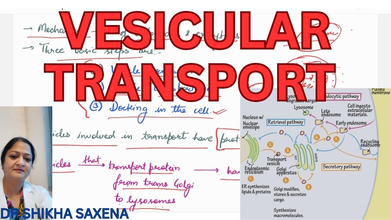 Vesicular Transport, Transcytosis- mechanism, related coat proteins ...