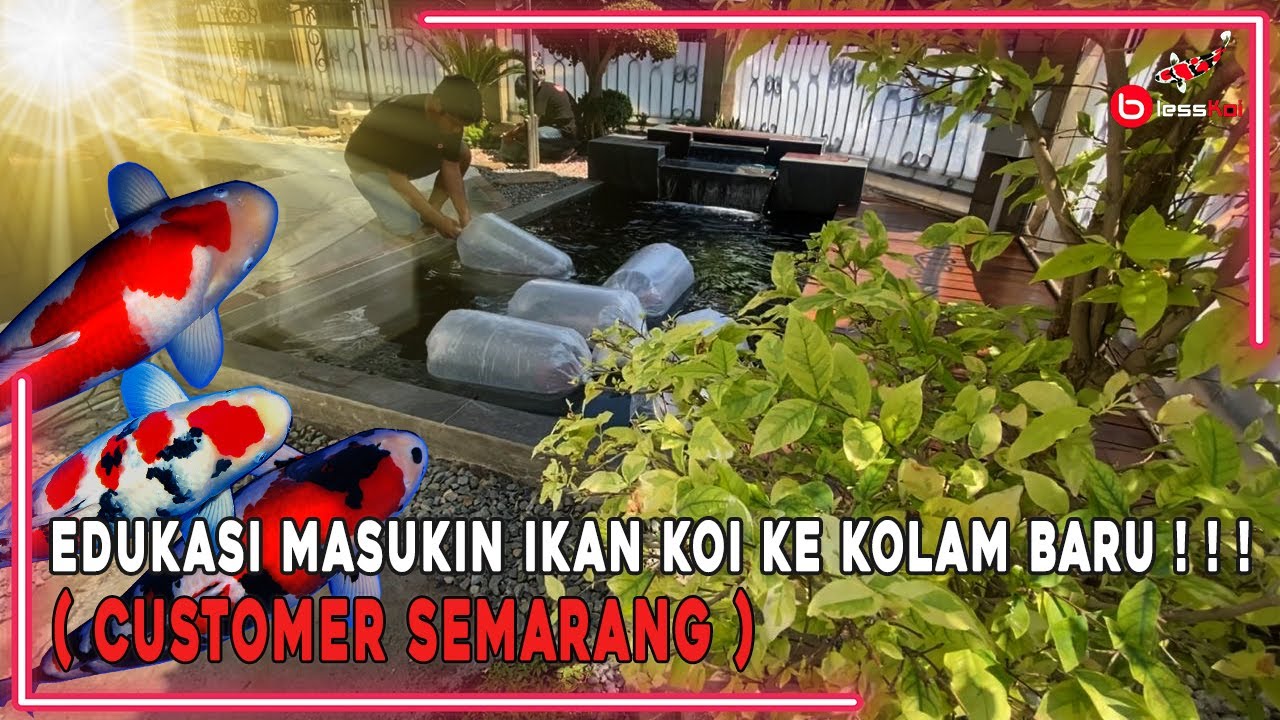 EDUKASI MASUKIN IKAN KOI KE KOLAM BARU ️ ️ ( CUSTOMER SEMARANG ) - YouTube