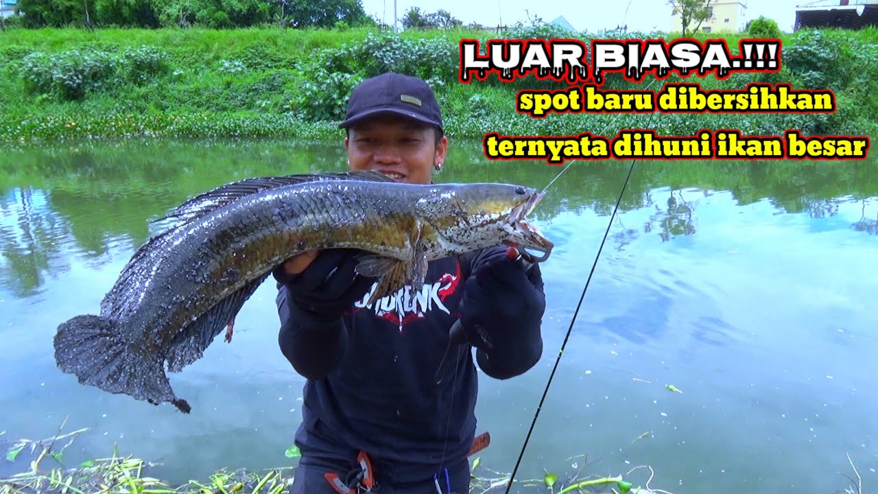 Luar Biasa.!! Spot baru dibersihkan dihuni ikan gabus besar | mancing ...