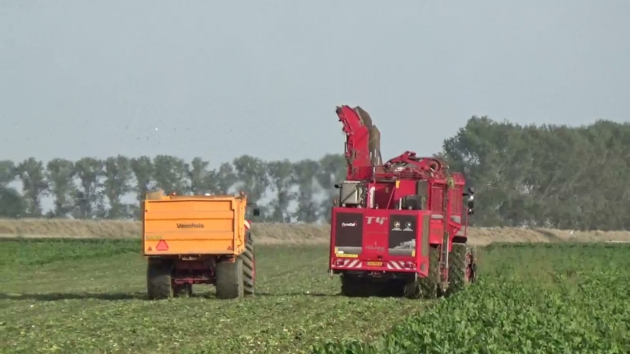 bieten rooien bij westerhof - YouTube