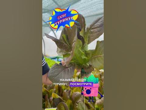 Очень неприхотливый и урожайный салат ТУРИНУС #салат #салаты #shorts # ...