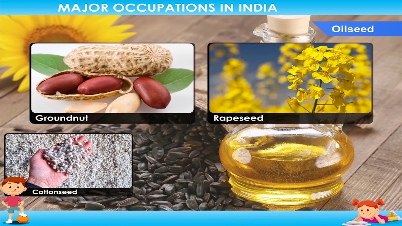 Major Occupations in India class-5 - YouTube