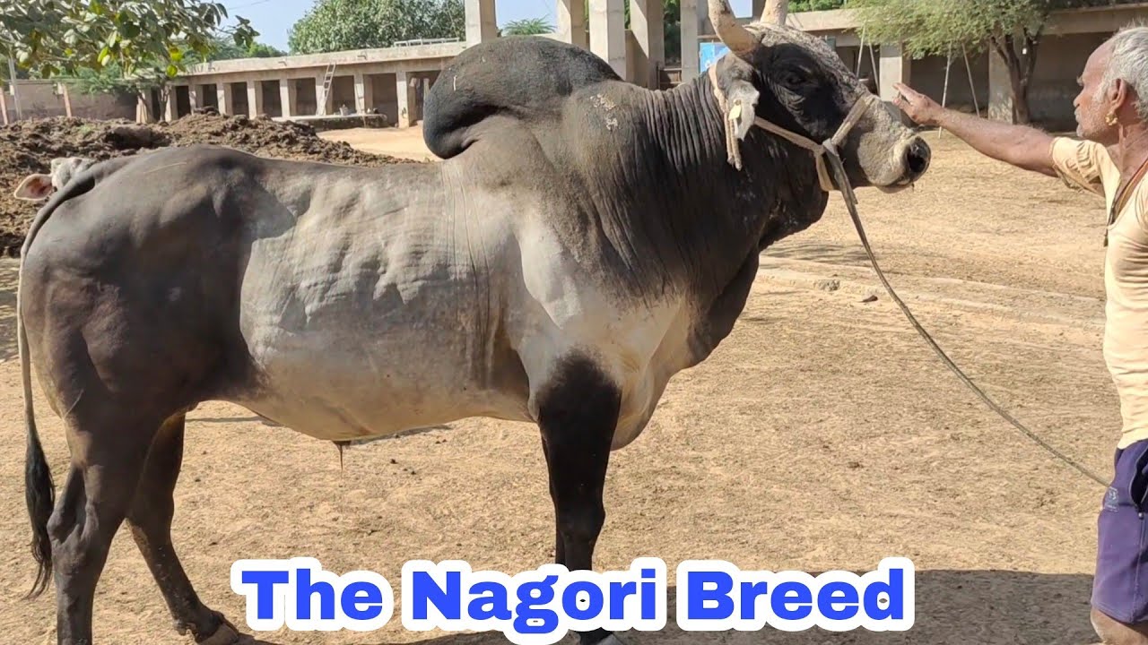 #नागौरी नस्ल जो विलुप्त होने वाली है #Nagori Breed going to be extinct ...