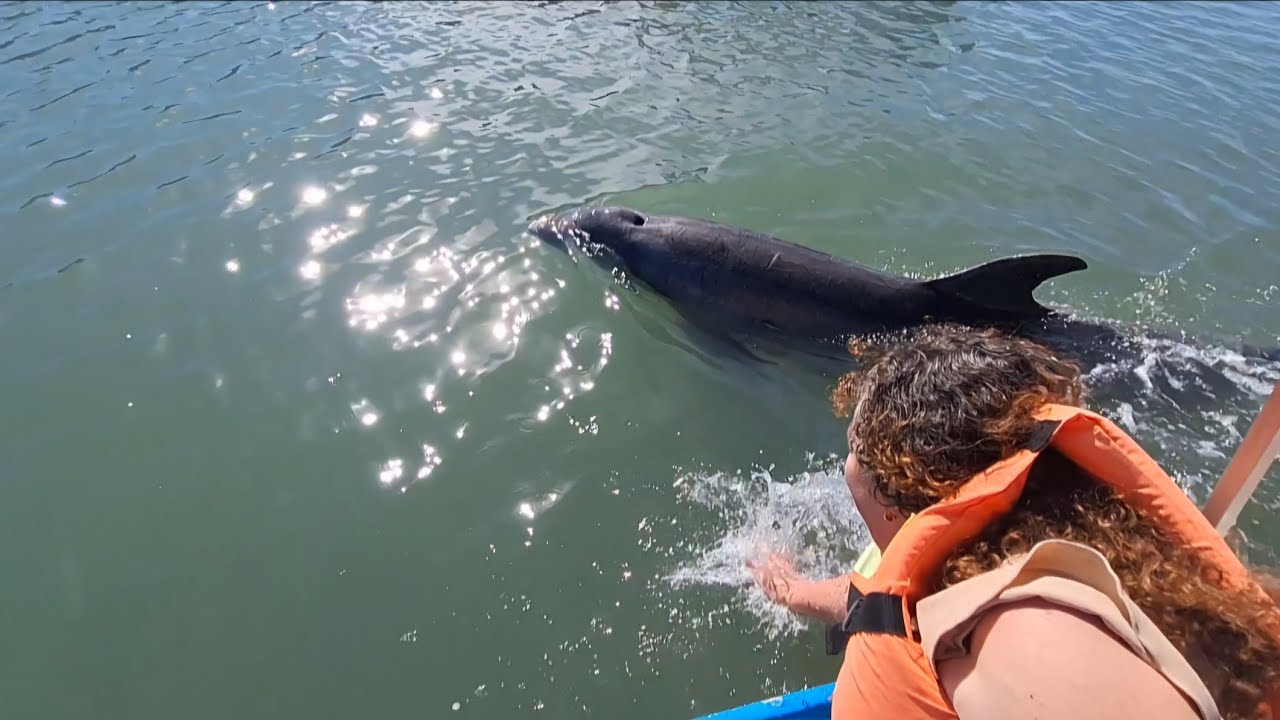 Que hacer en topolobampo sinaloa? (visitamos al delfín 🐬 el pechocho) # ...