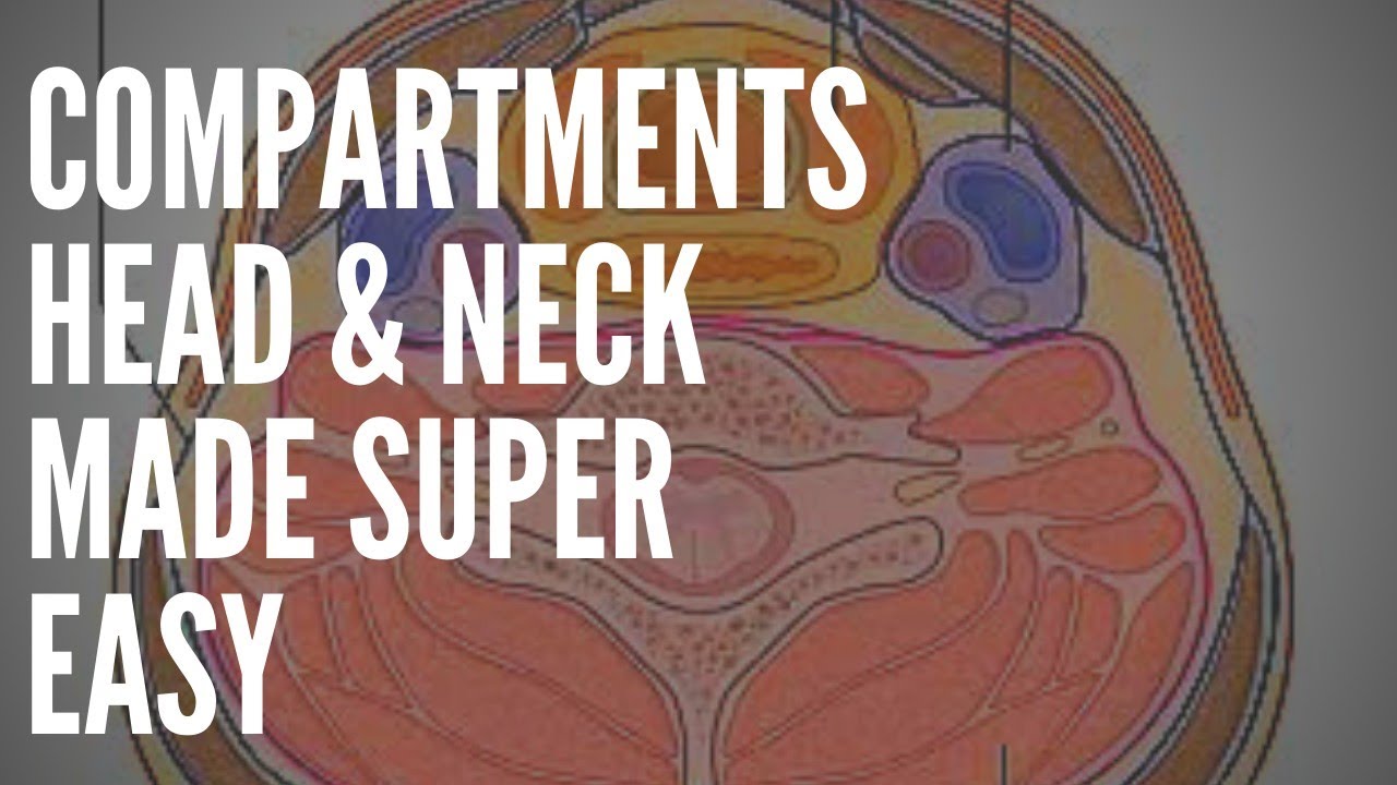 Different Compartments of Head & Neck Made Super Easy Part 1/2 ...