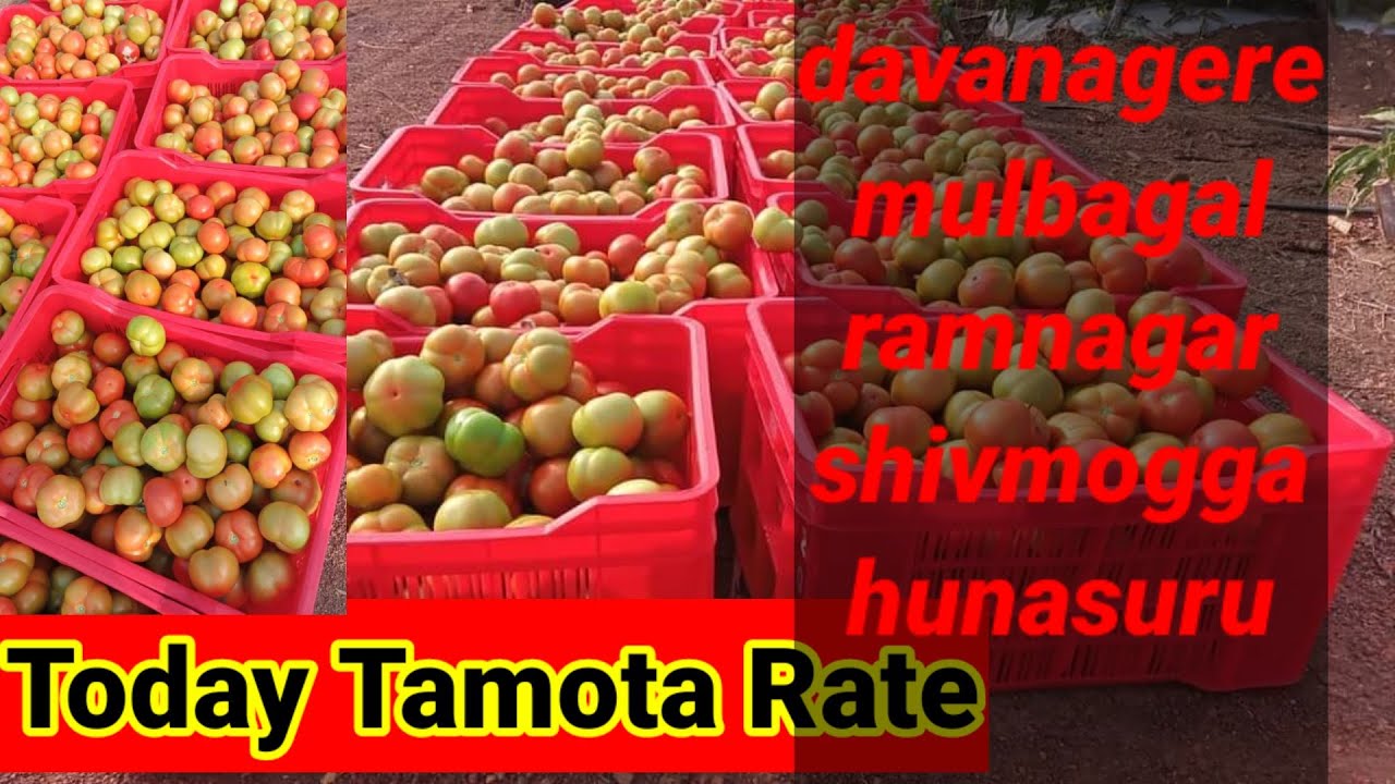 Today Tamota Rate At Ramnagar Tamota Market And Many more || Tamota ...