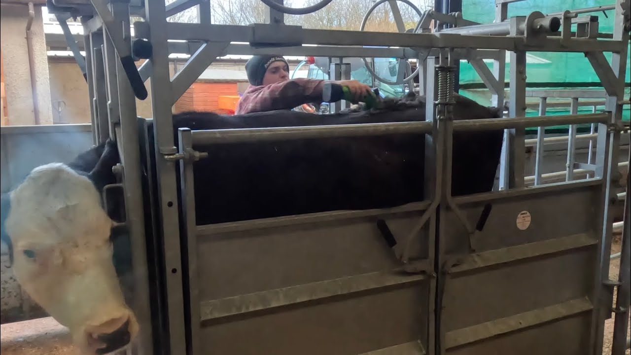 Worming Cattle - YouTube