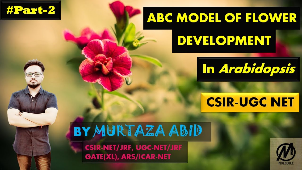 ABC Model of Flower Development in Arabidopsis thaliana || CSIR-NET ...
