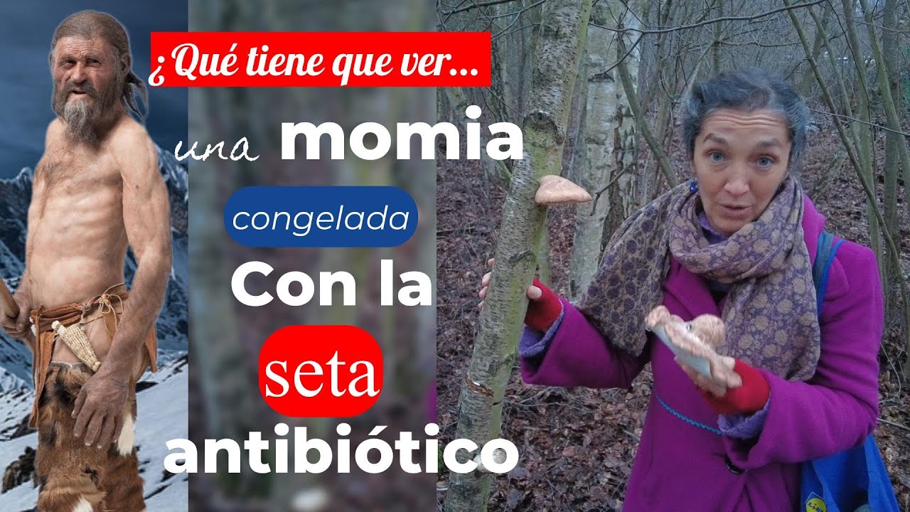 ¿Qué tiene que ver una momia congelada con la seta antibiótico? - YouTube