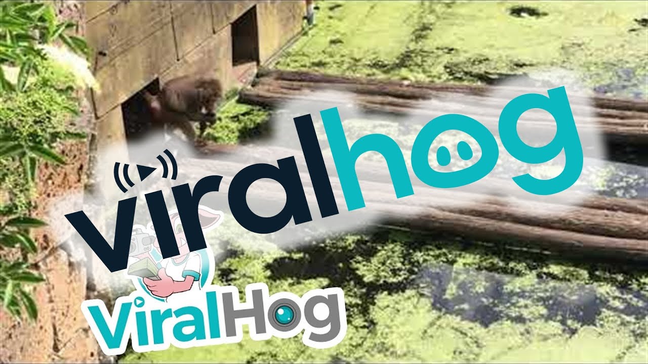 Monkey Gives Unexpected Food Chain Lesson || ViralHog - YouTube