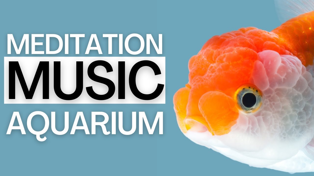 Meditation Music Relaxing Fish Aquarium Visuals - YouTube