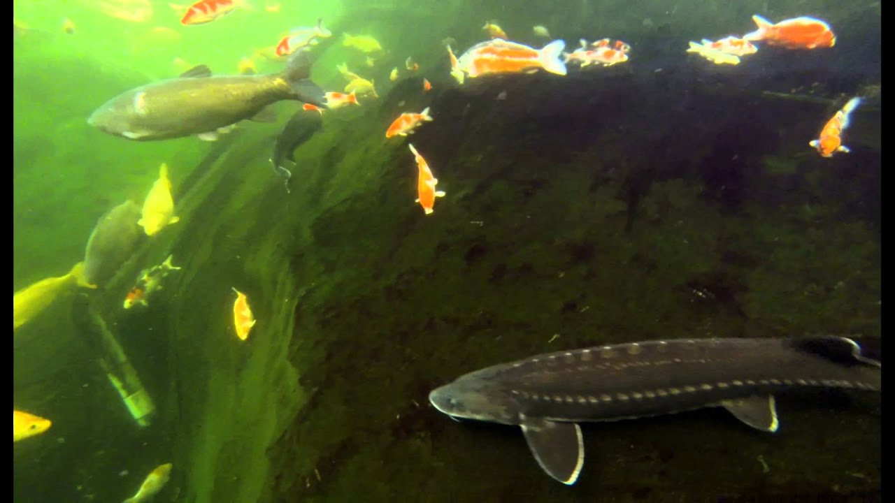 2k Fishpond video, sturgeons and Koi - YouTube