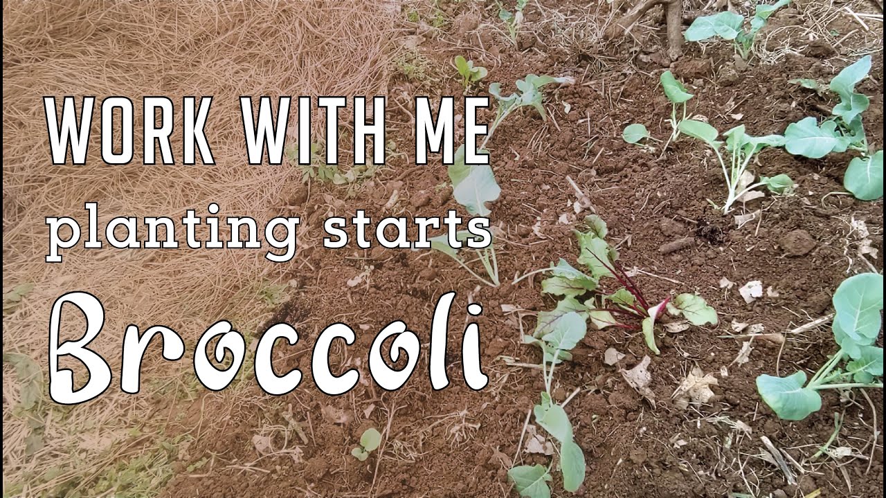 Spring Garden - Work With Me: Planting Broccoli Starts - YouTube