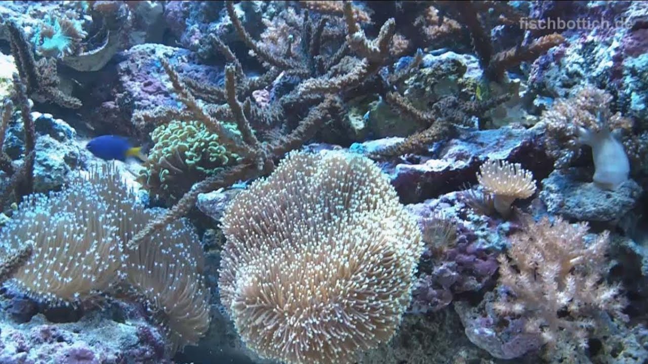 [HD] Amazing Reef Tank / Meerwasserbecken @ Zierfische & Aquarium 2010 ...