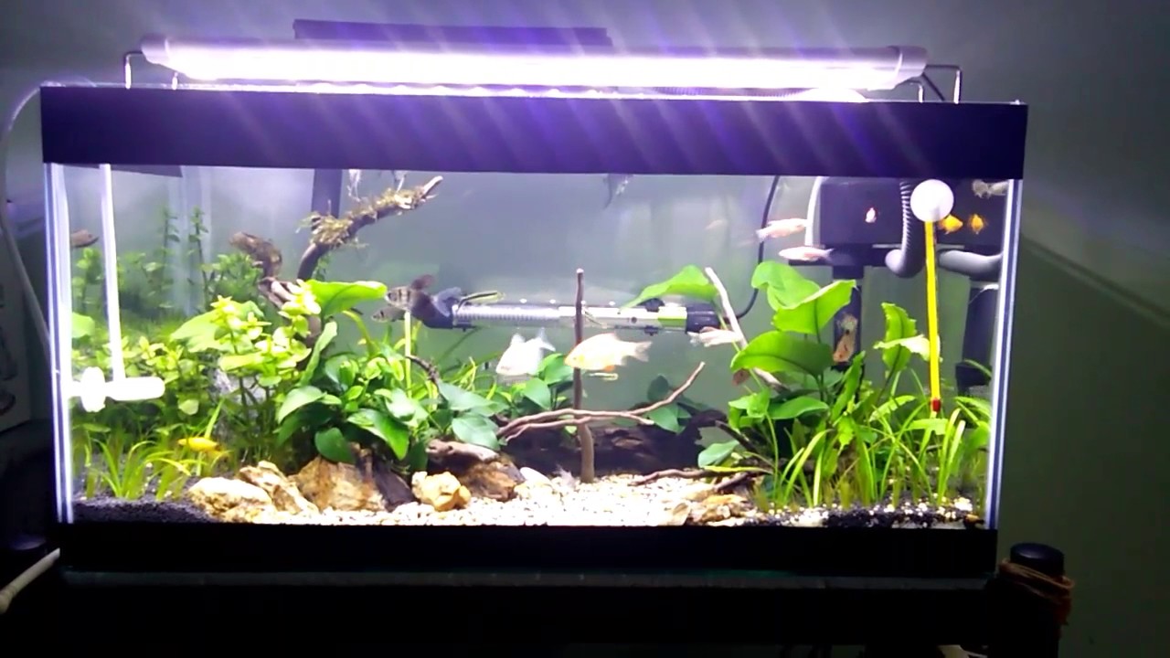 First Aquascape - YouTube