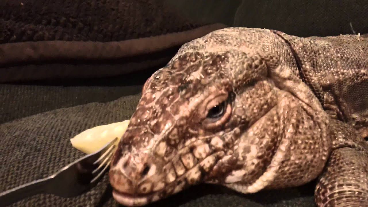 Argentine Tegu lizard eating pineapple STRG show Outtake - YouTube