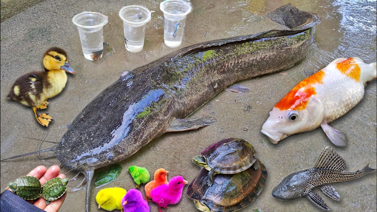 Menangkap Ikan Cupang, Ikan Koi, Ikan Lele Jumbo, Ikan Hias, Kura-kura ...