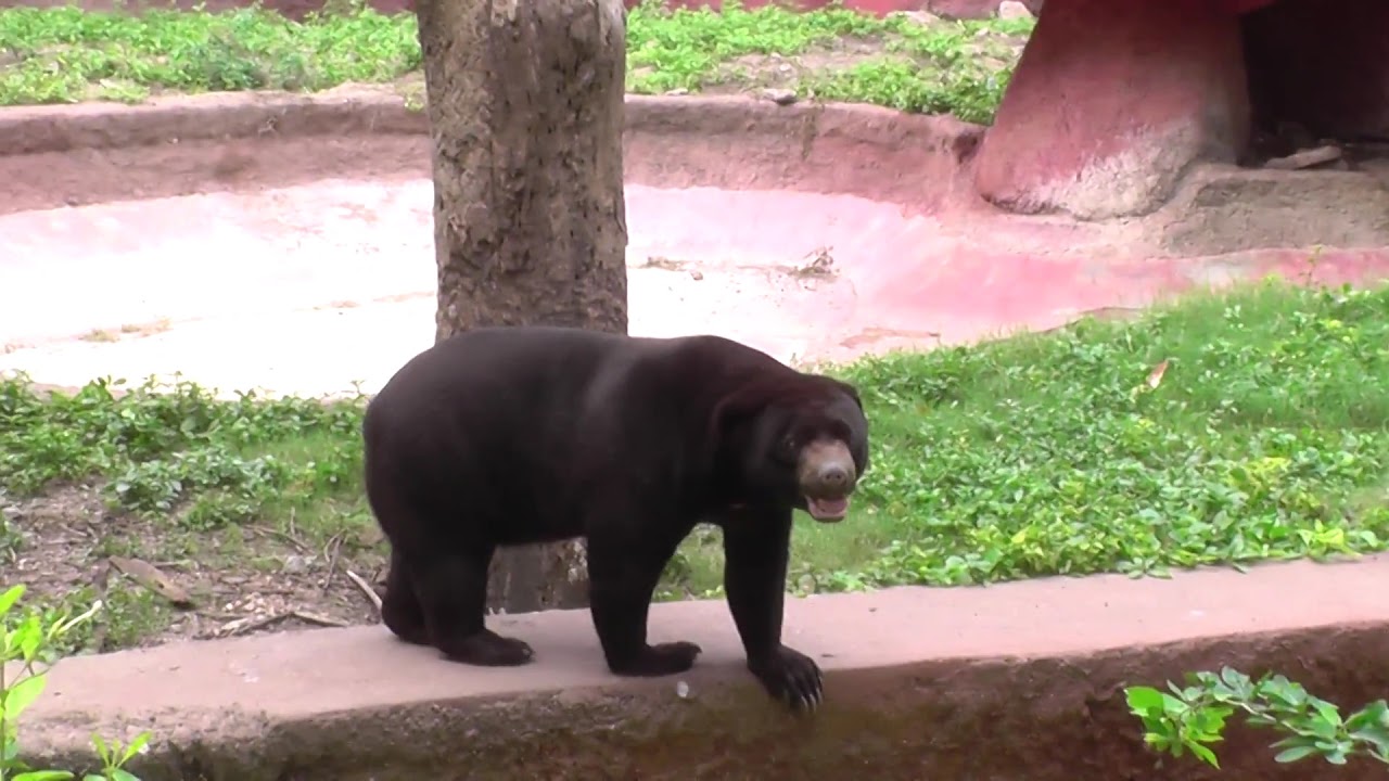 Bear Walking on Two Legs Amazing Must Watch. - YouTube