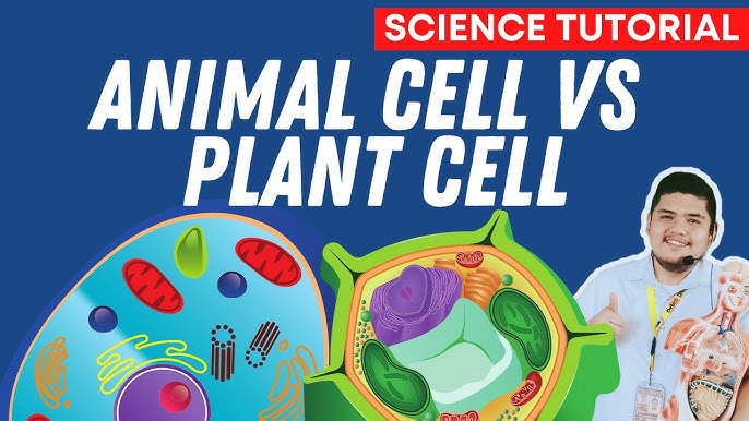 Plant Cells Vs Animal Cells: 10 Key Differences Explained, 43% OFF